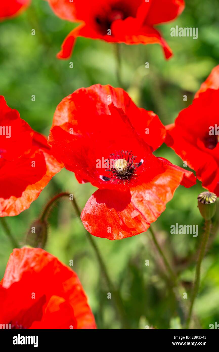 red poppy flowers in sun day in grass Stock Photo - Alamy