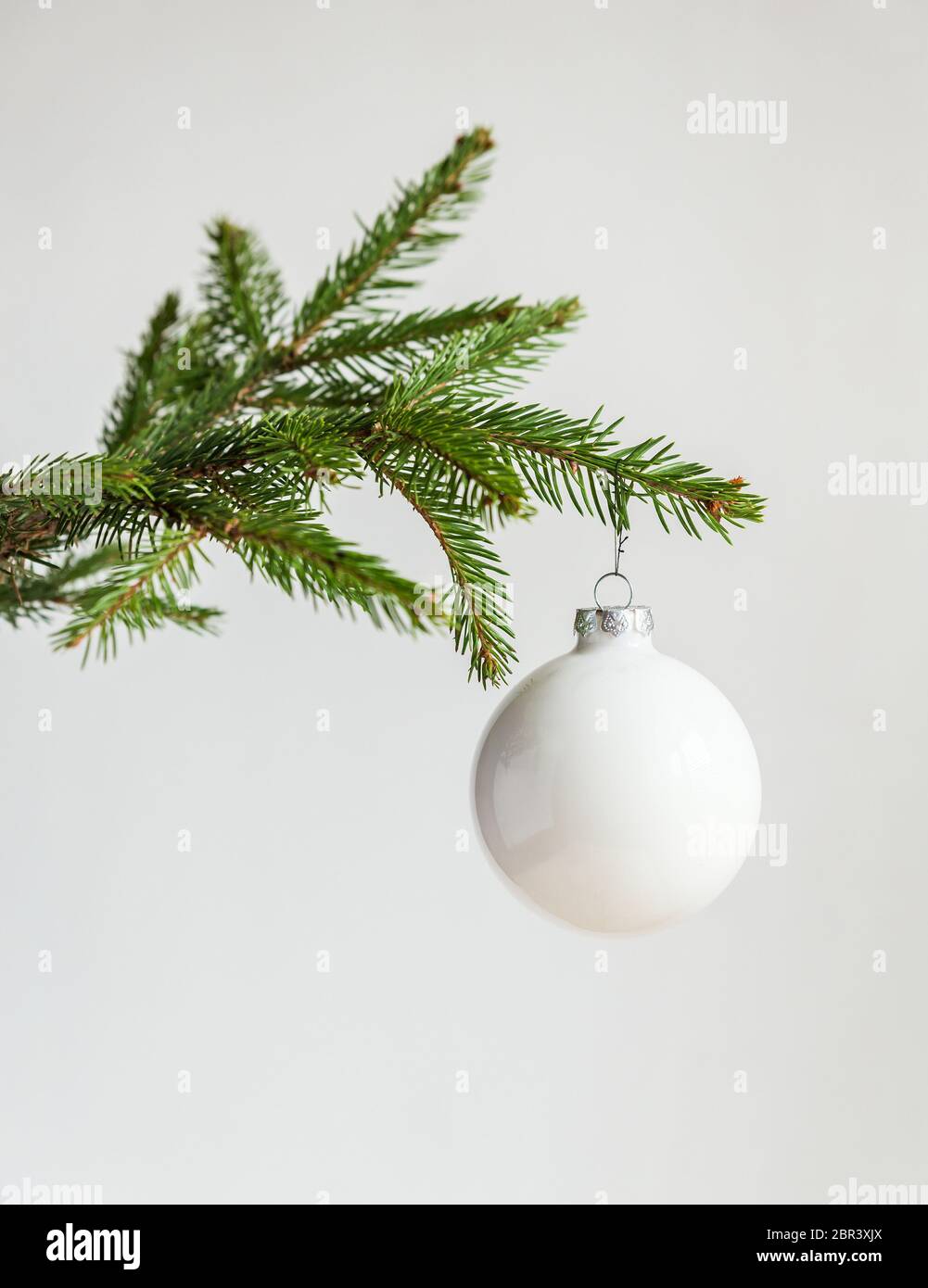 Christmas tree branch isolated Stock Photo - Alamy