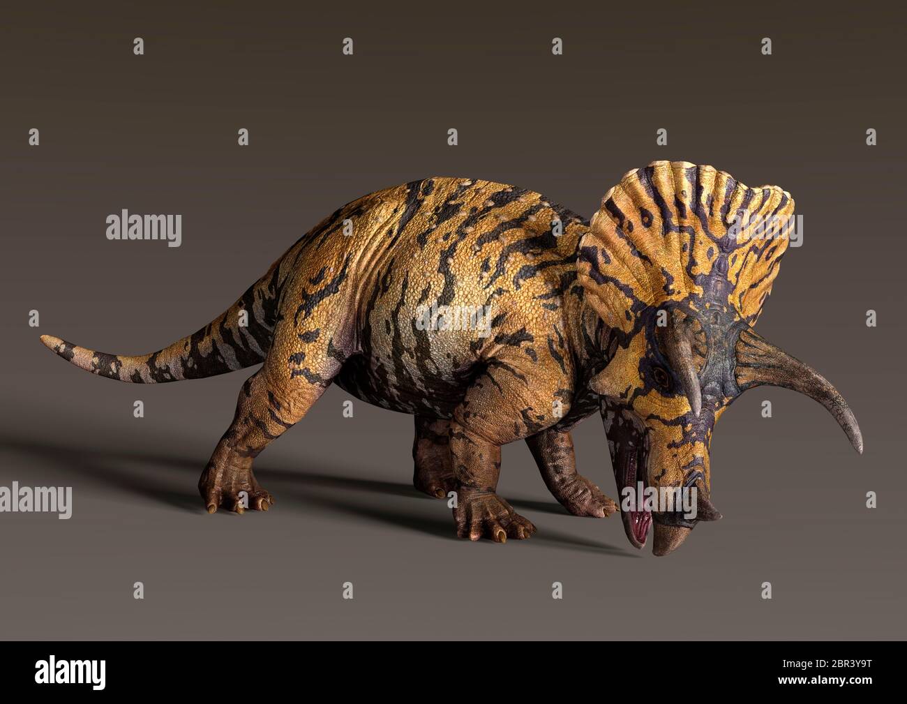 3D rendering of a dinosaur Triceratops on a dark background Stock Photo ...