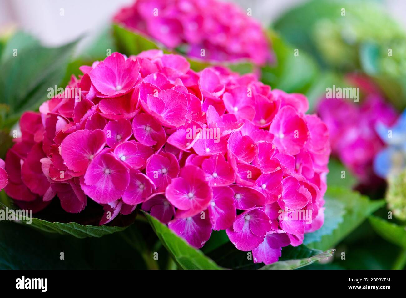 Hydrangea macrophylla flower blooming in summer in Europe Stock Photo - Alamy