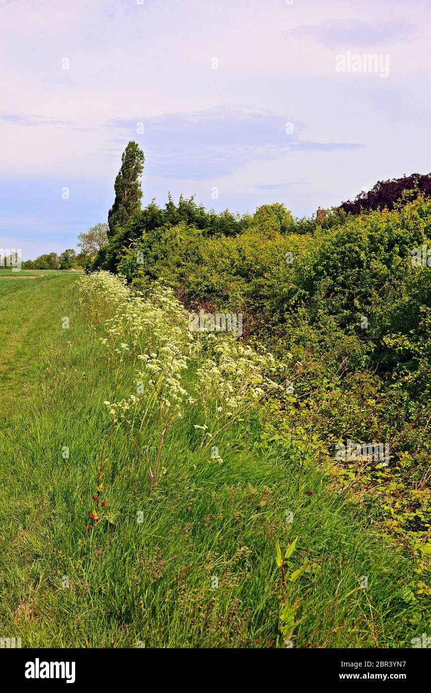 Farmland with hedgerows and bushes hi-res stock photography and images ...