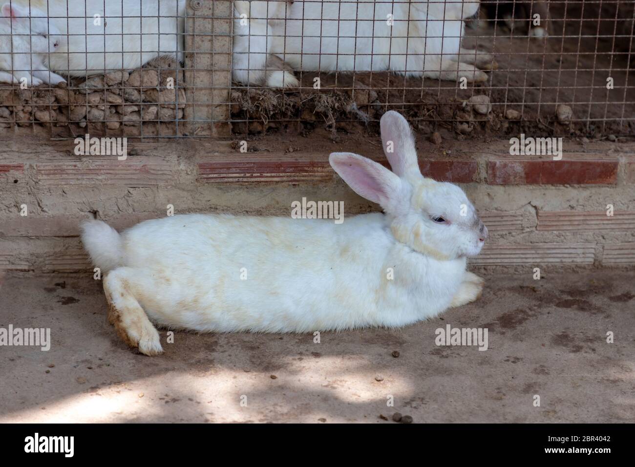 A ragged white rabbit lying on the floor next to The cage with other ...