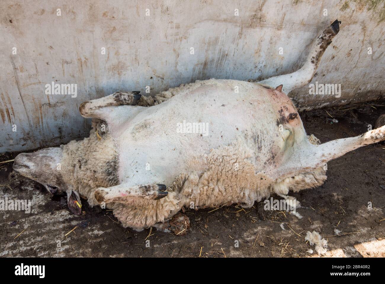 Farm deaths hi-res stock photography and images - Alamy