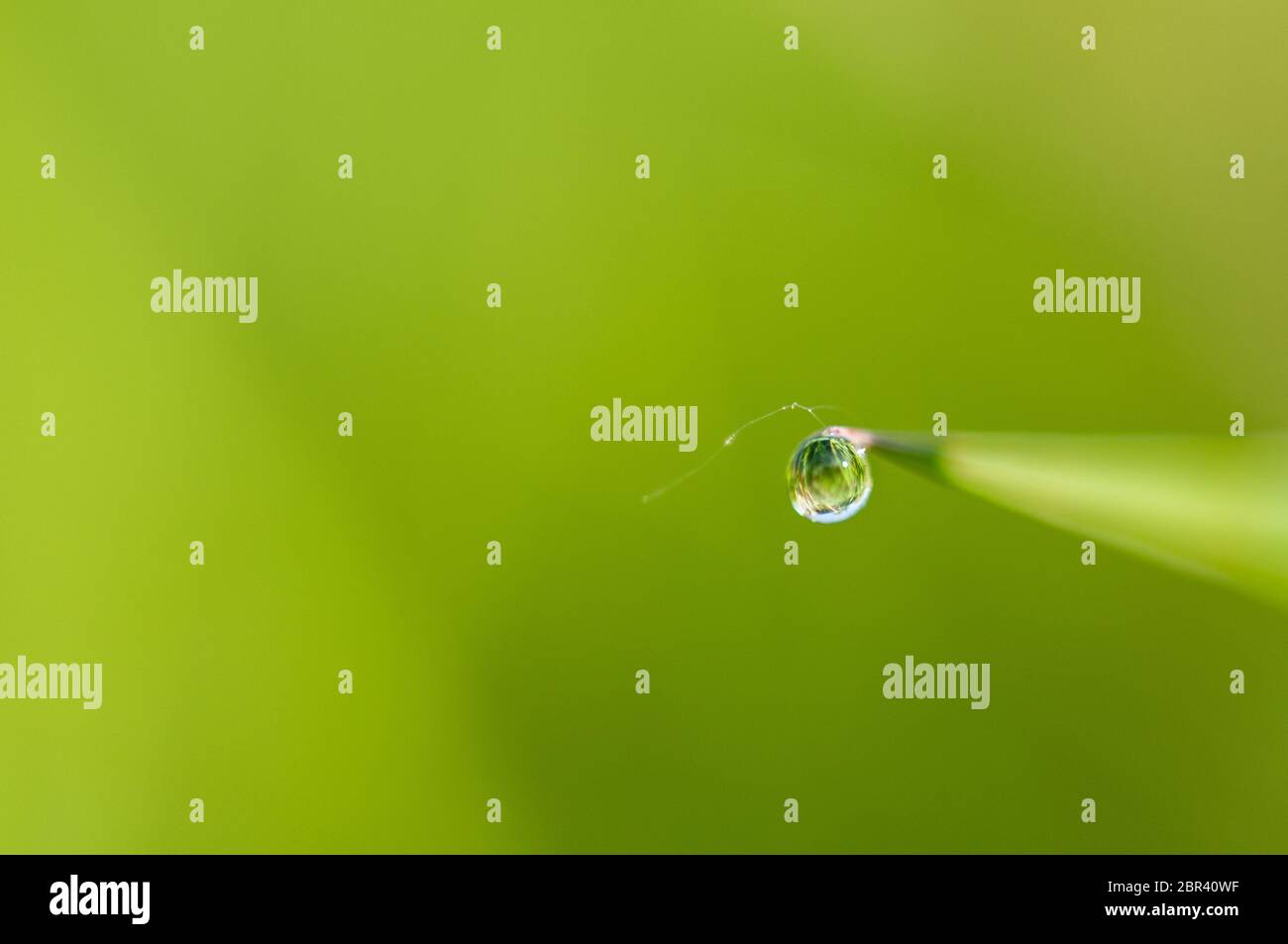 Small drops of dew on fresh green grass field in the morning rain ...