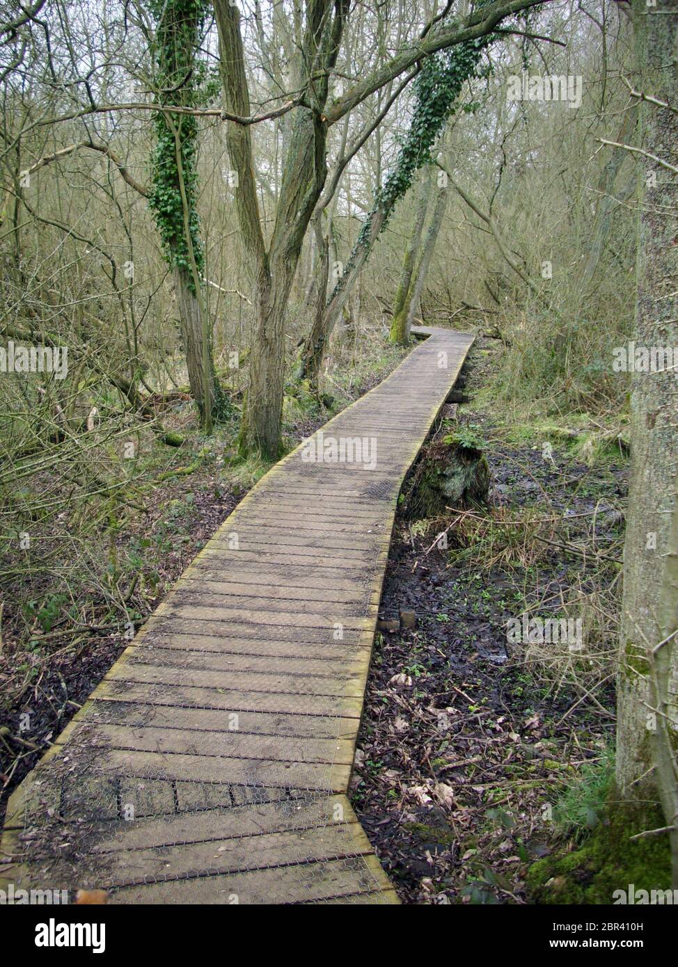 Raised wooden boardwalk running through woodland with trees and leaf ...
