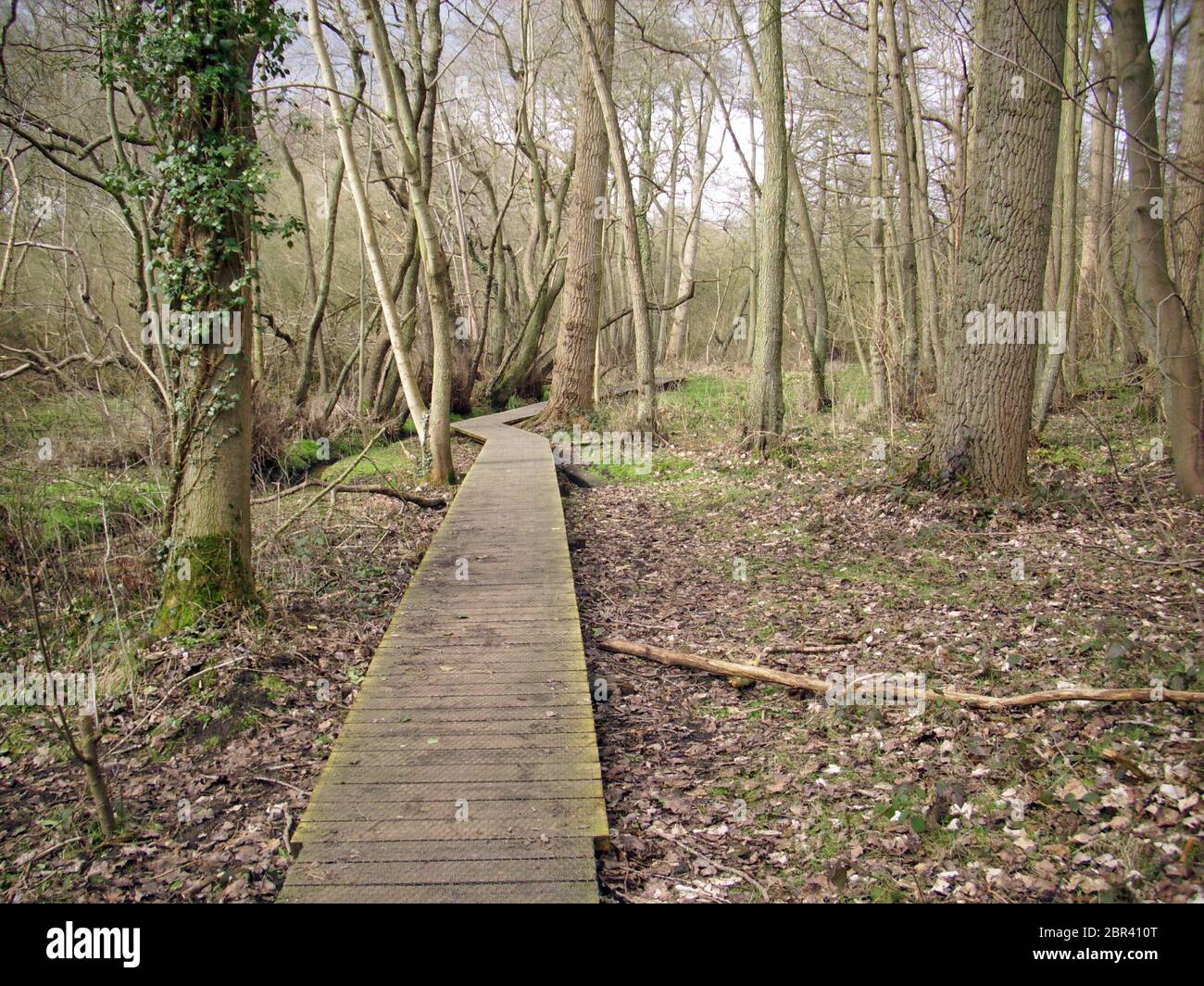 Raised wooden boardwalk running through woodland with trees and leaf ...