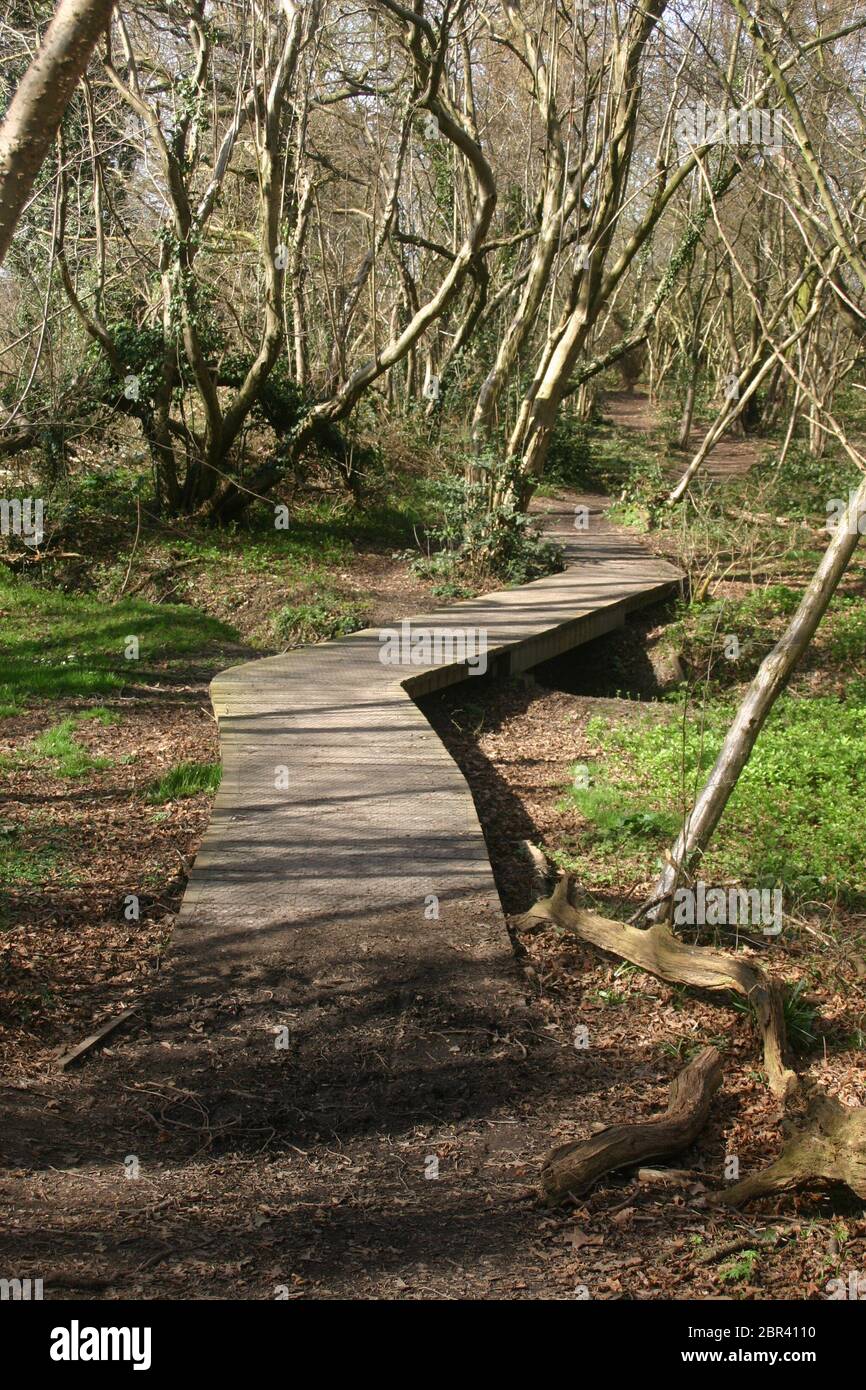 Raised wooden boardwalk covered in wire mesh over a stream in woodland ...