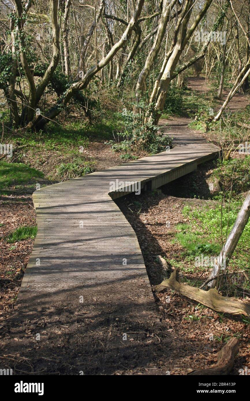 Raised wooden boardwalk covered in wire mesh over a stream in woodland ...