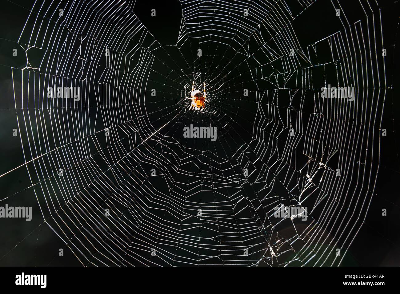 Indian spiders hi-res stock photography and images - Alamy