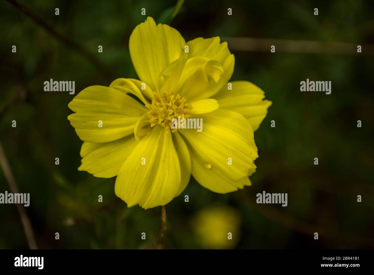 Yellow Cosmos Flower High Resolution Stock Photography and Images - Alamy