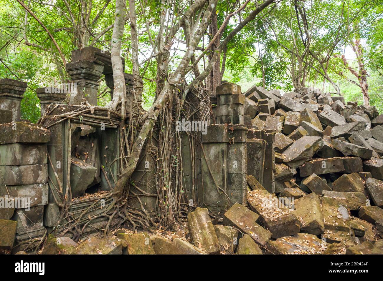 A strangler fig tree grows over the ruins at the Jungle Temple of Beng ...