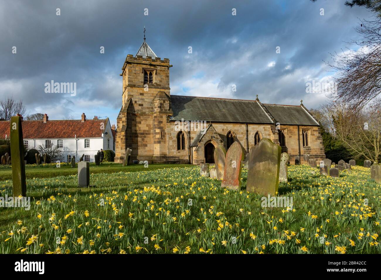 All Saints, Crathorne Church at Daffodil Time, near Yarm, North ...