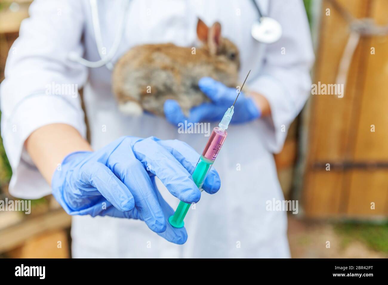 Veterinarian woman with syringe holding and injecting rabbit on ranch ...