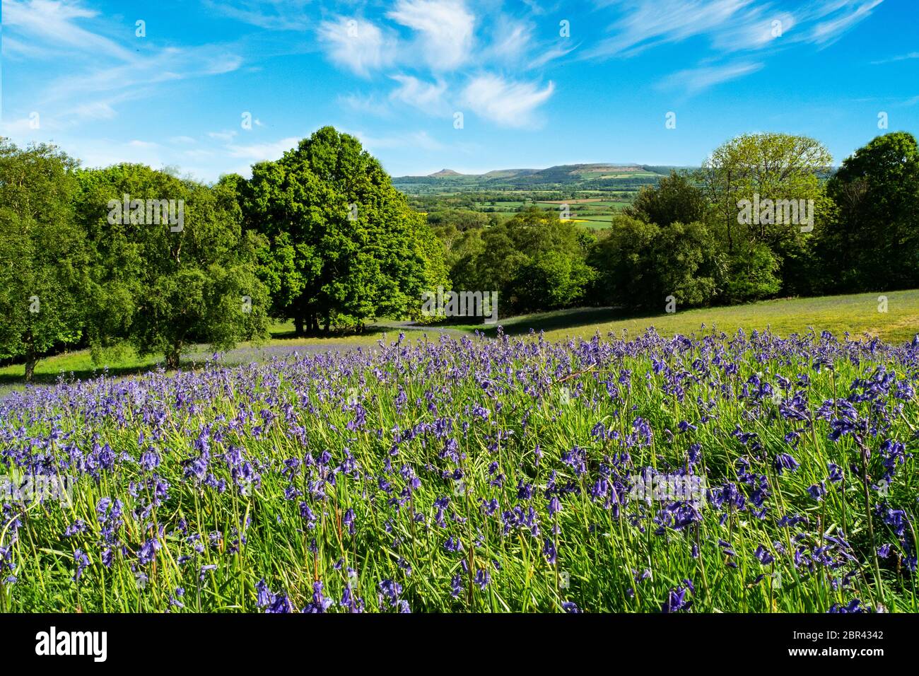 Bluebell Field, Clay Bank, North Yorkshire Moors National Park ...