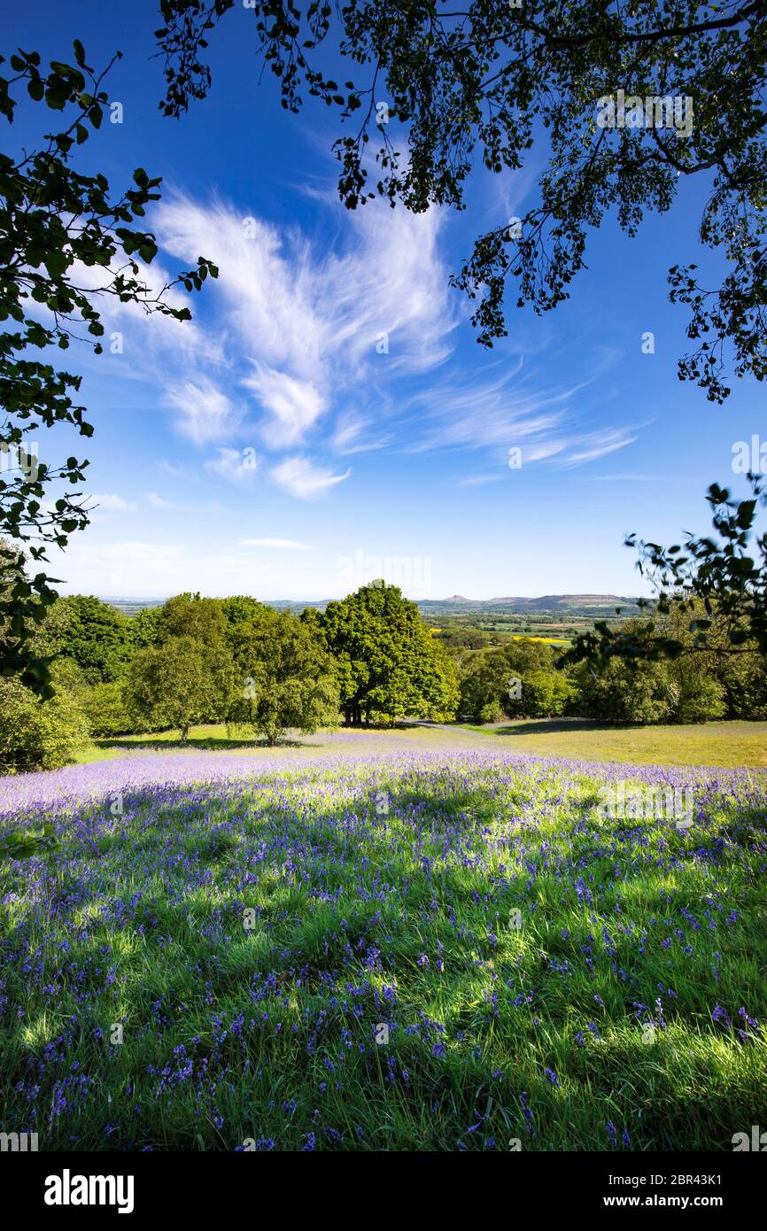 Bluebell Field, Clay Bank, North Yorkshire Moors National Park ...