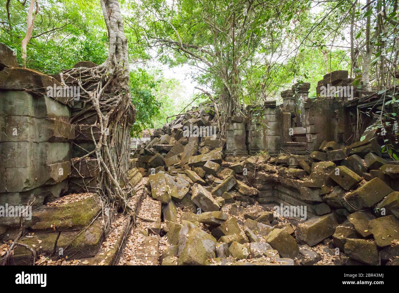 Unrestored ruins at the Jungle Temple of Beng Mealea. Angkor, UNESCO ...