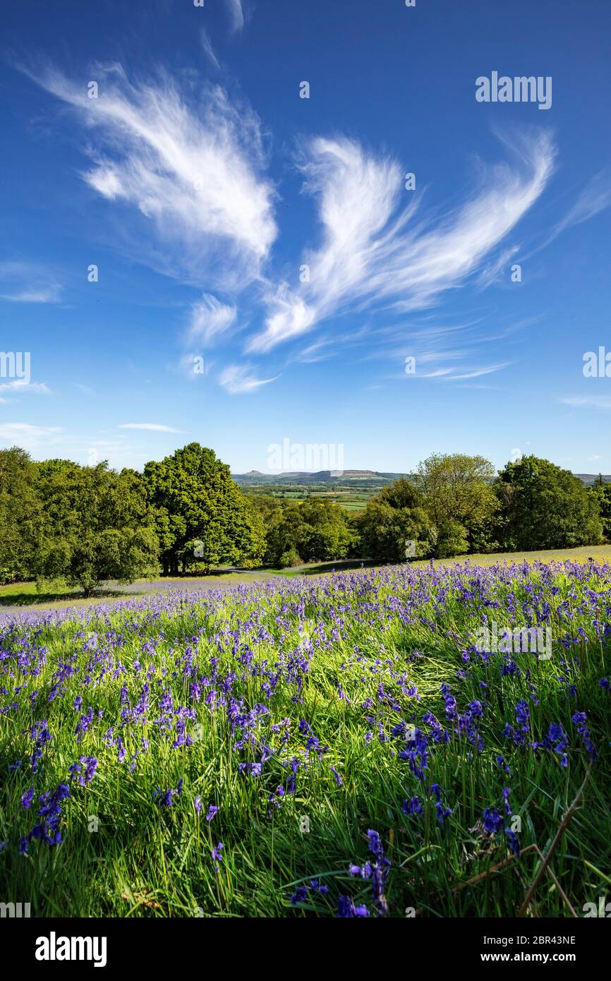 Bluebell Field, Clay Bank, North Yorkshire Moors National Park ...