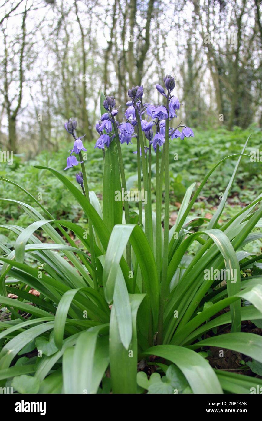 Single flowering bluebell (Hyacinthoides non-scripta) plant with a ...