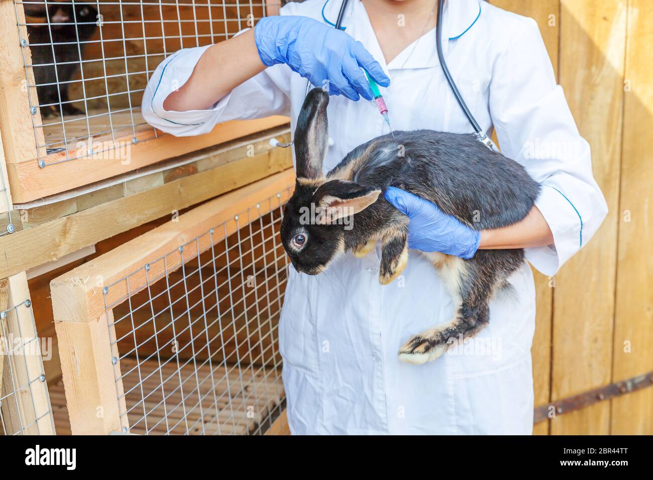 Veterinarian woman with syringe holding and injecting rabbit on ranch ...