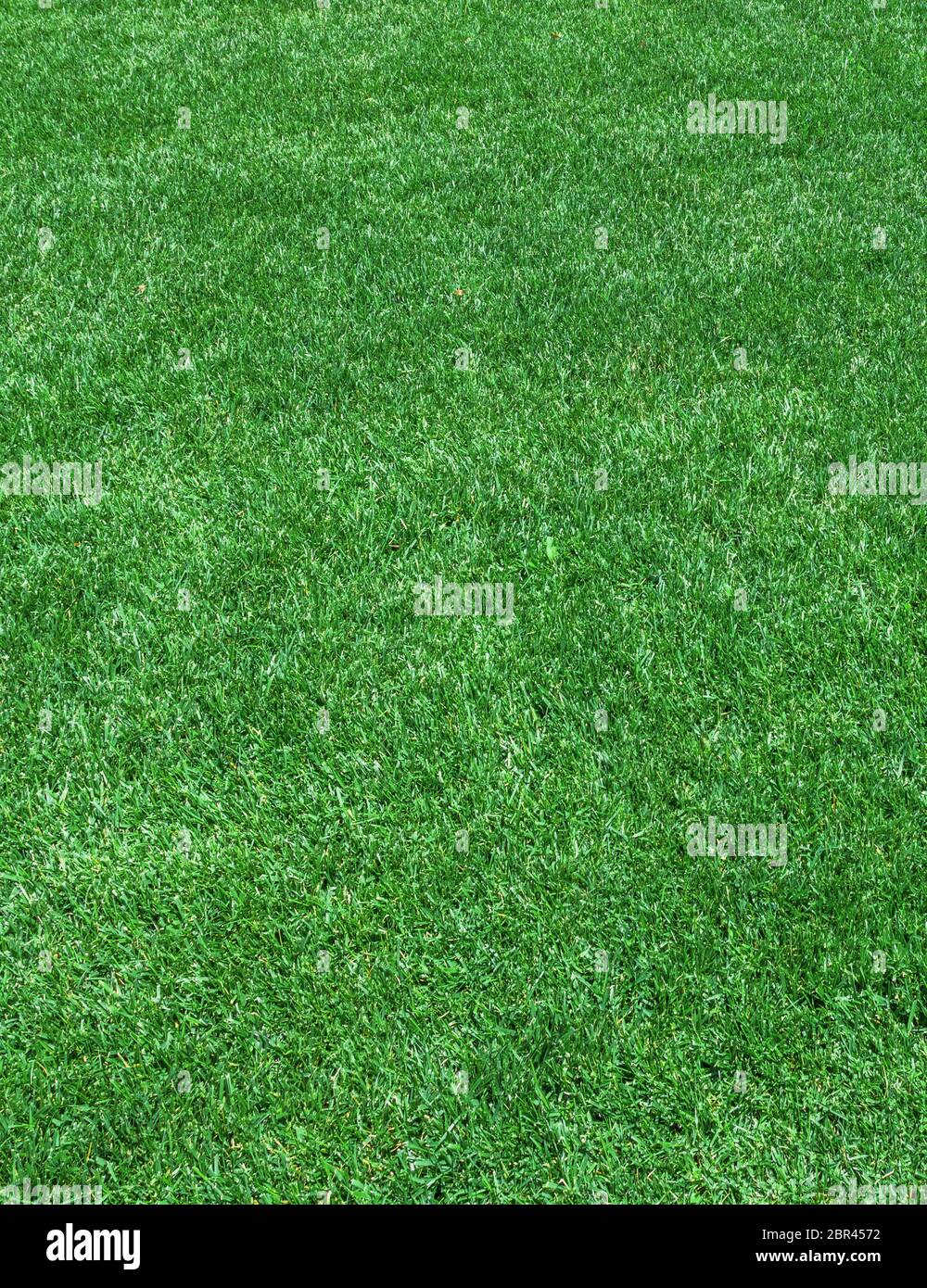 Texture of grass field ideal for your creative backgrounds Stock Photo ...