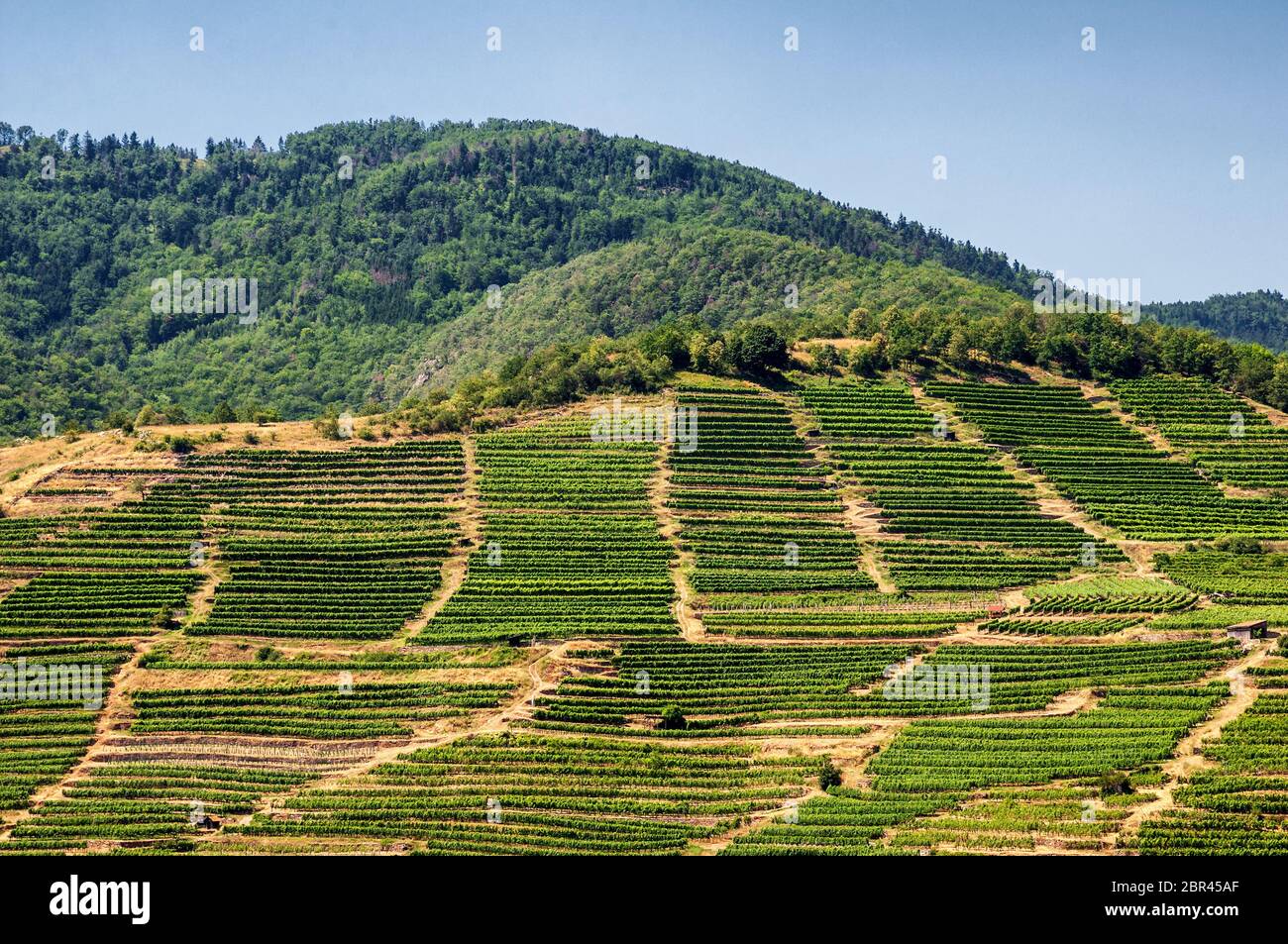 Scenic View into the Wachau with the river Danube. Spitz. Austria Stock ...