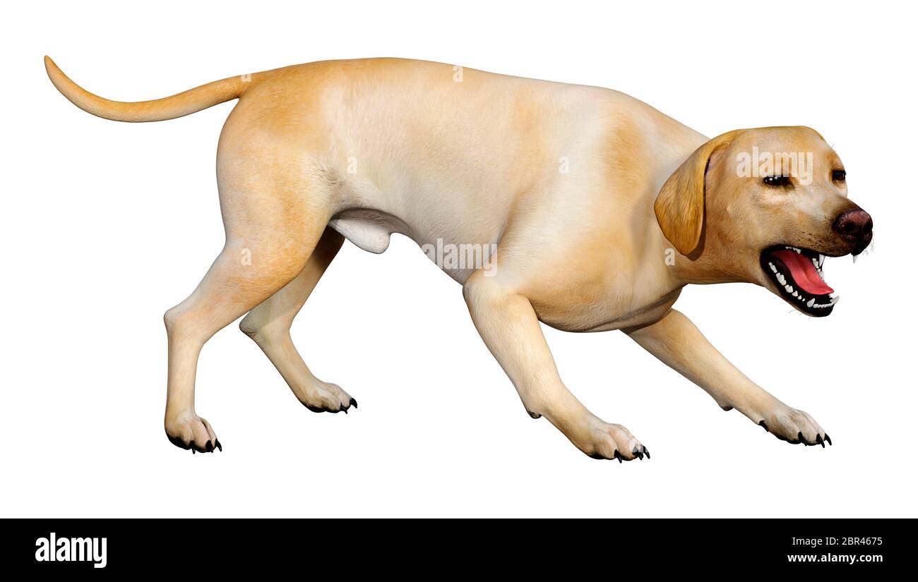 3D rendering of a yellow labrador dog isolated on white background ...