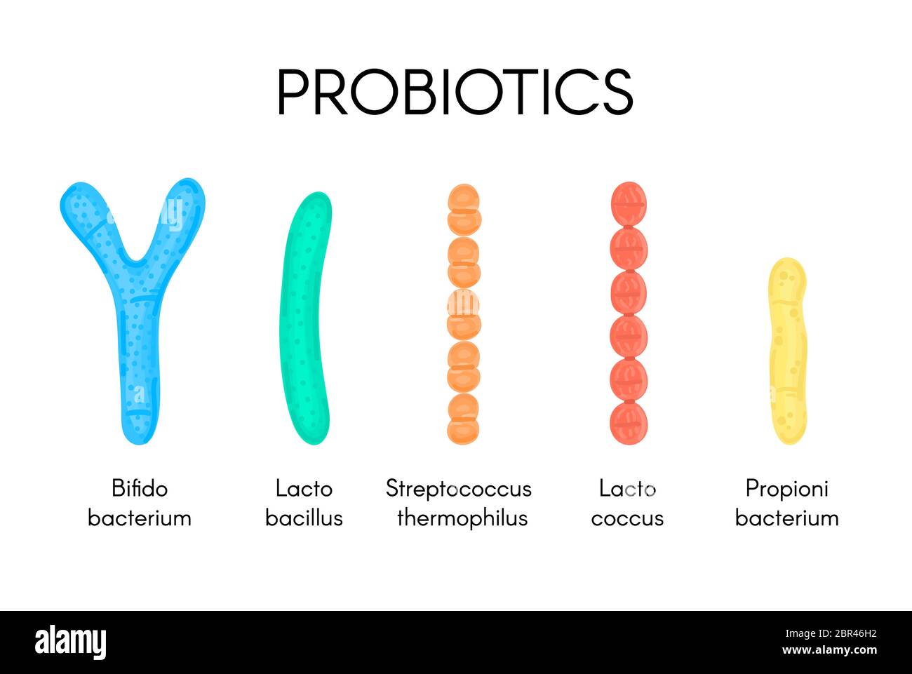 Lactobacillus Lactic Acid Bacteria at JENENGE blog