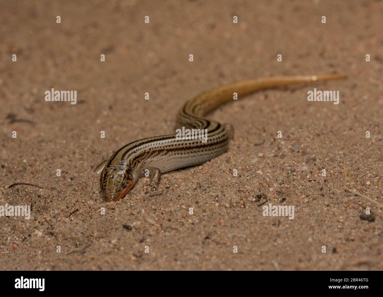 Northern Many-lined Skink (Plestiodon multivirgatus) from Weld County ...