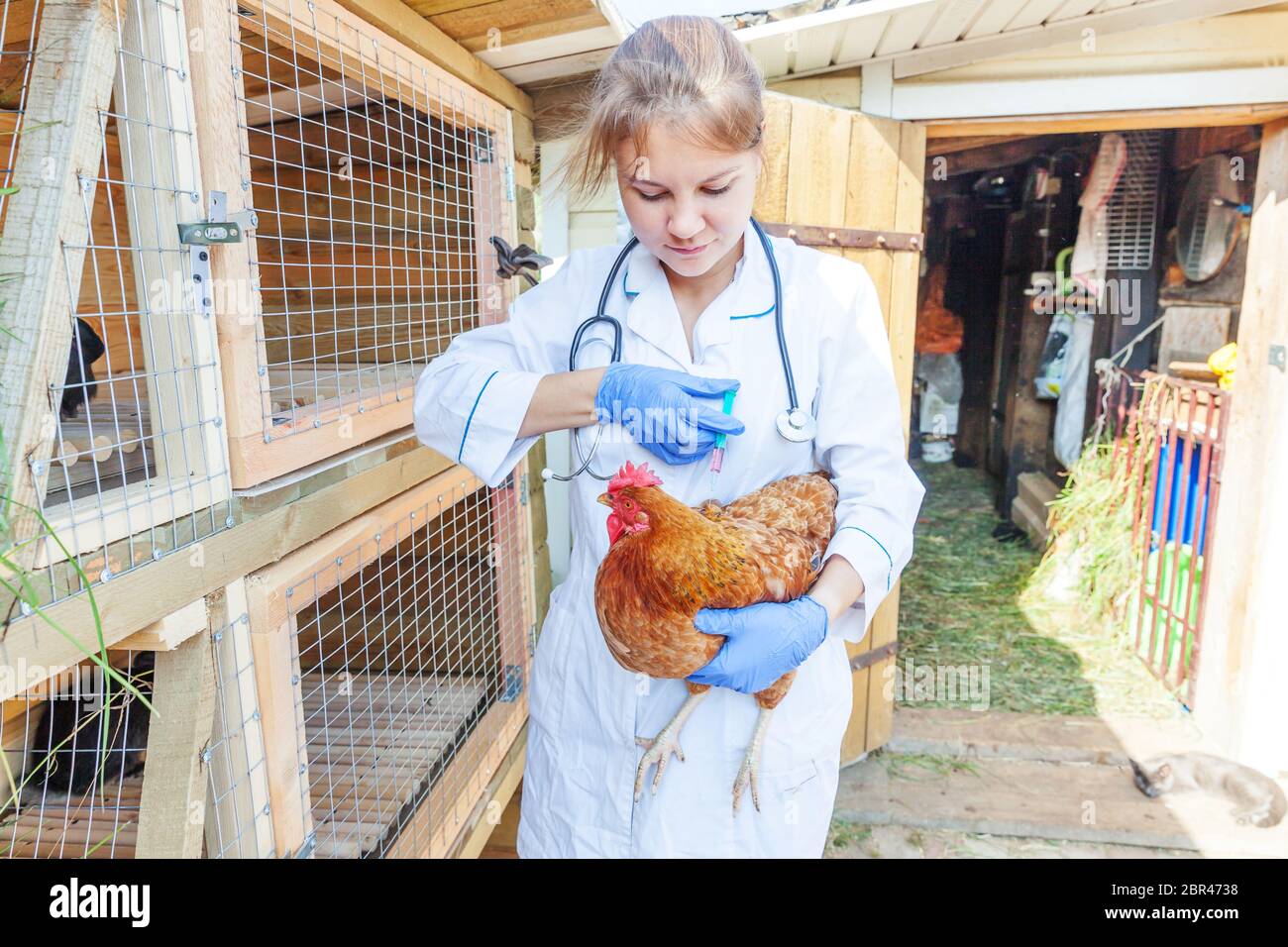 Veterinarian woman with syringe holding and injecting chicken on ranch ...