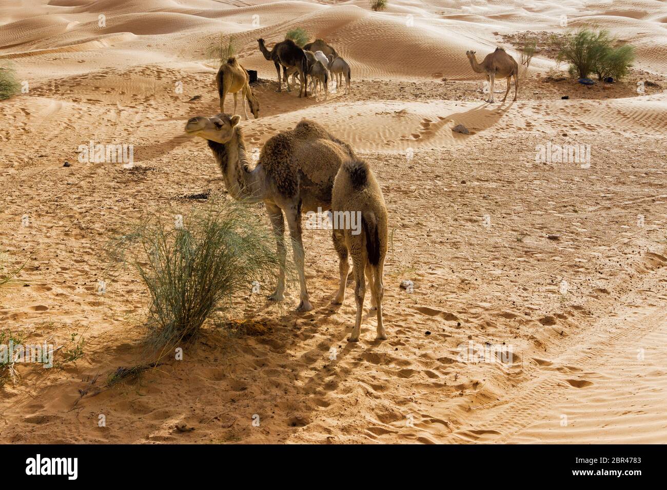 Camels eating hi-res stock photography and images - Alamy