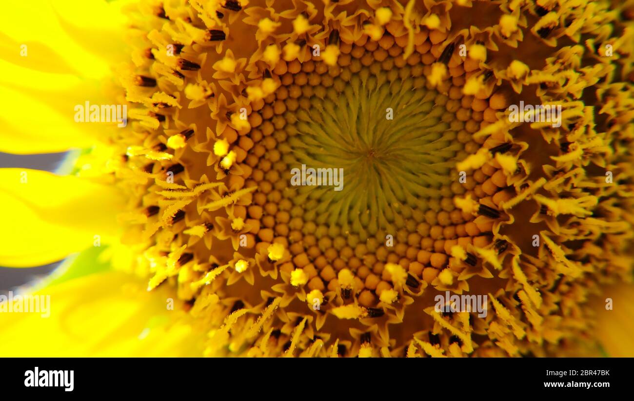 Floret photography hi-res stock photography and images - Alamy