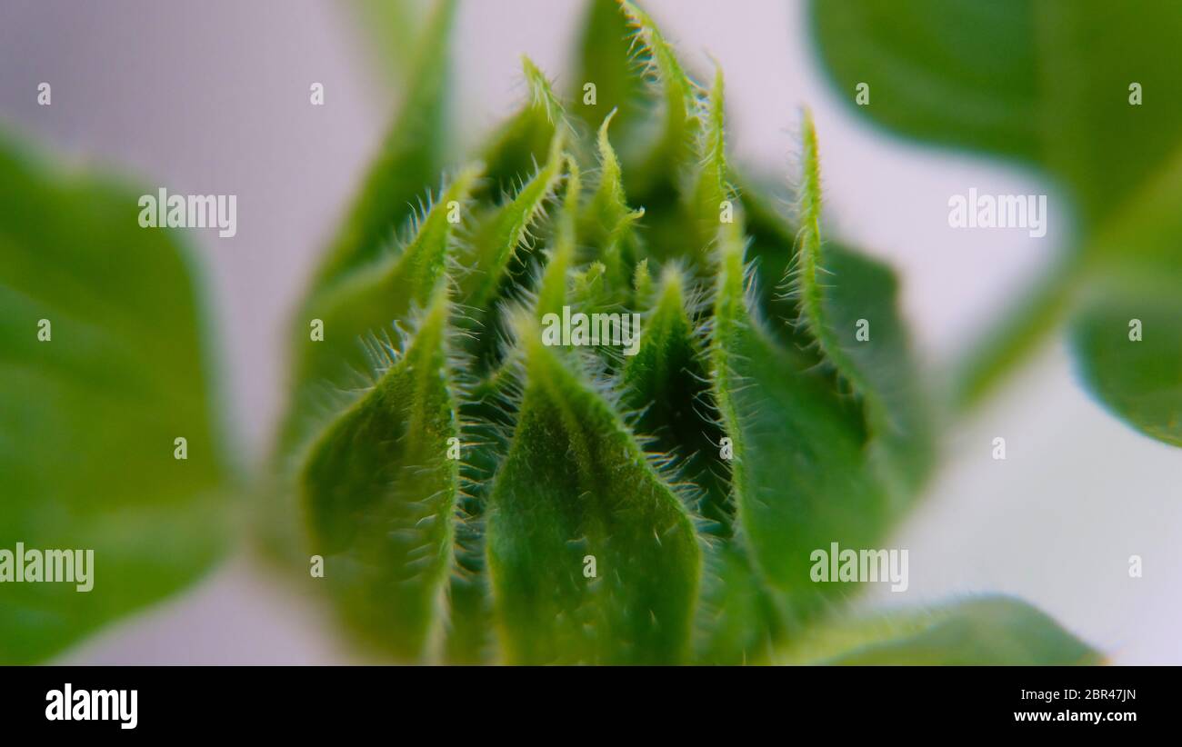 Budding sunflower hi-res stock photography and images - Alamy