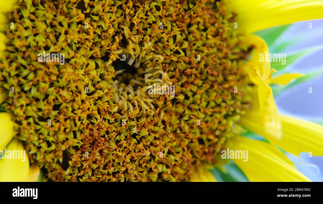 Sunflower florets hi-res stock photography and images - Alamy