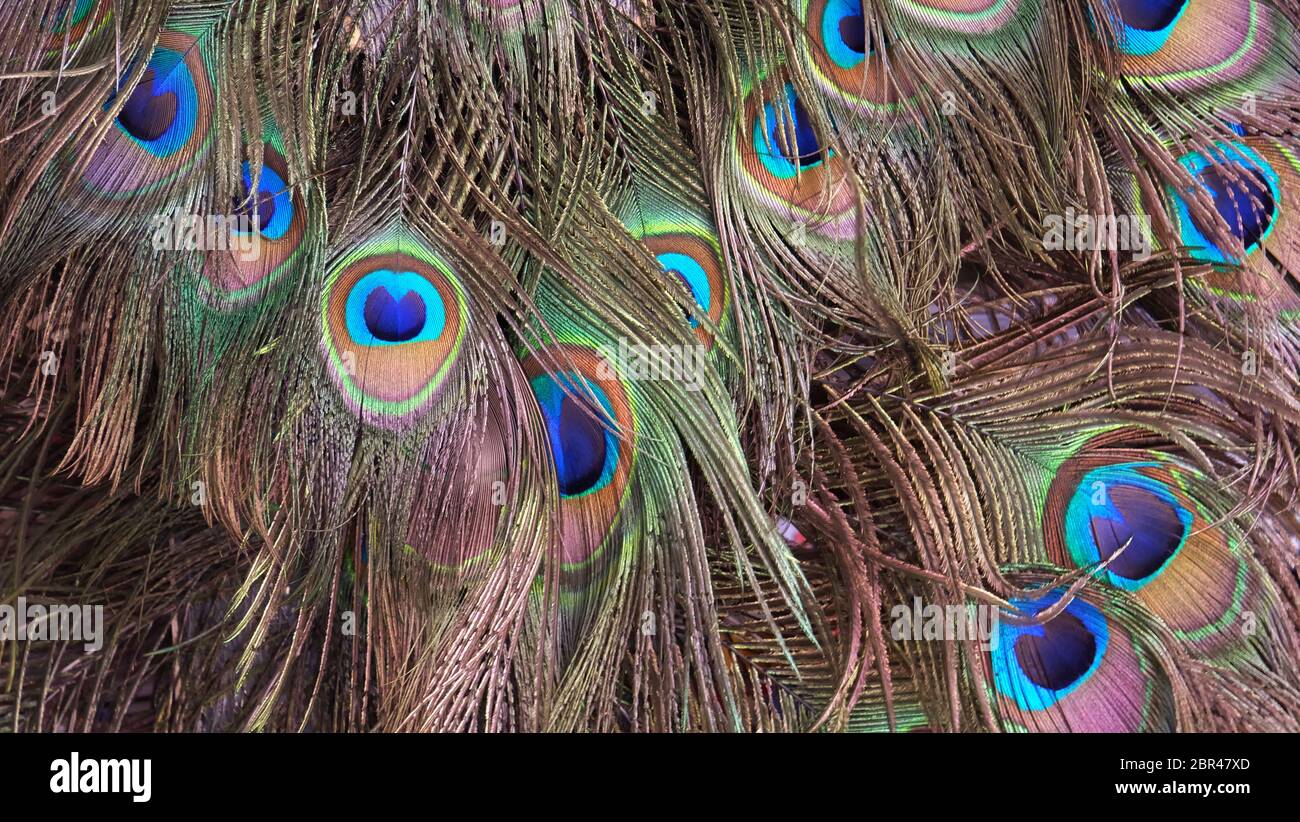 Peacock tail feathers hi-res stock photography and images - Alamy