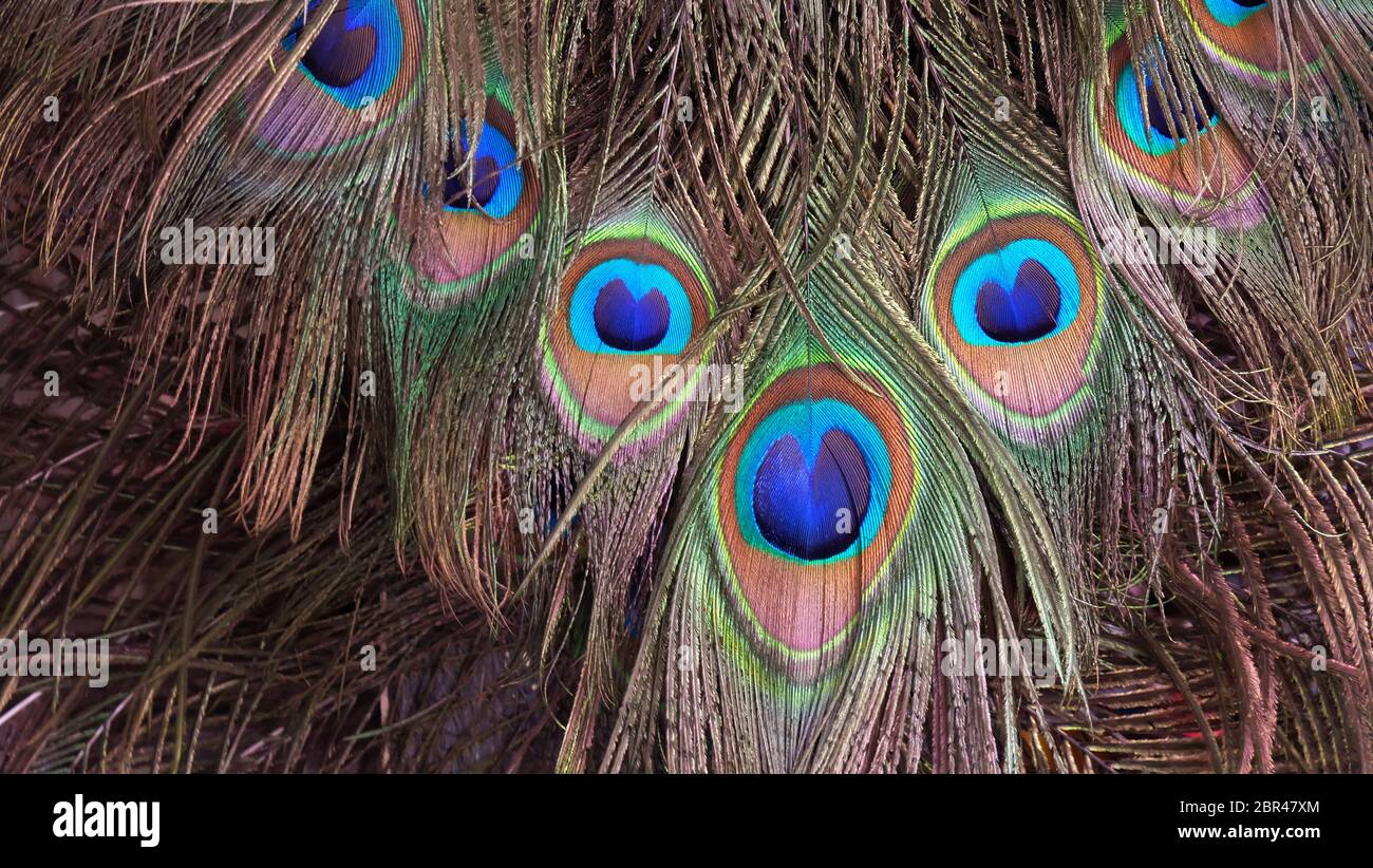 Peacock High Resolution Stock Photography and Images - Alamy