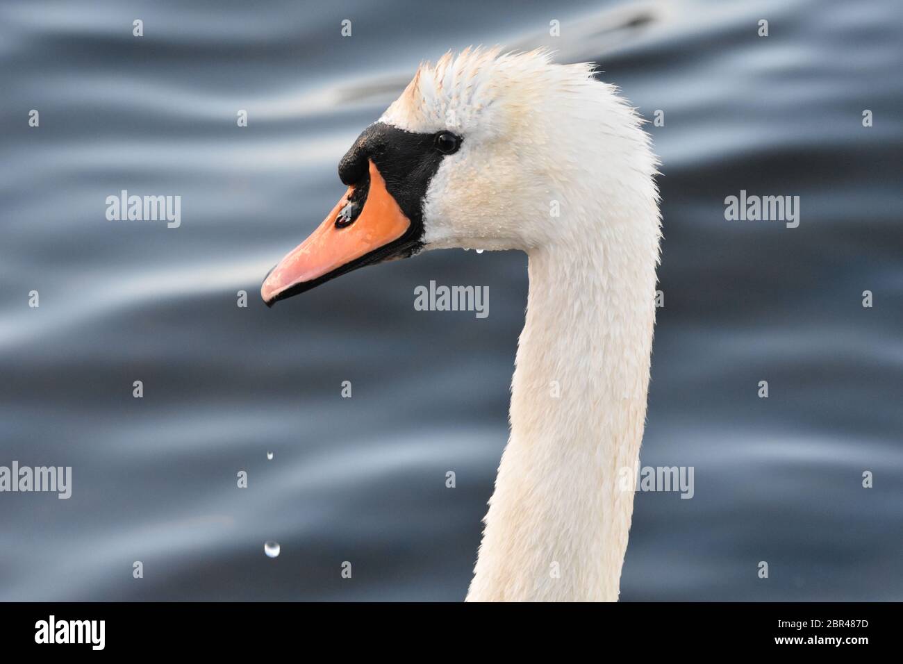 A swans neck, head and beak swimming in the water Stock Photo - Alamy