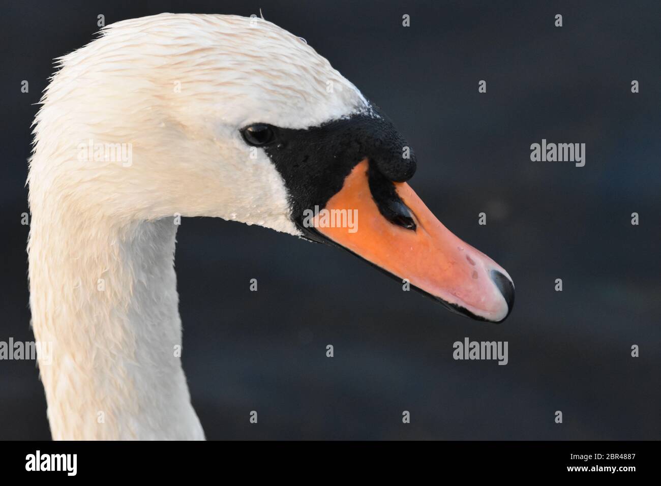 A swans neck, head and beak swimming in the water Stock Photo - Alamy