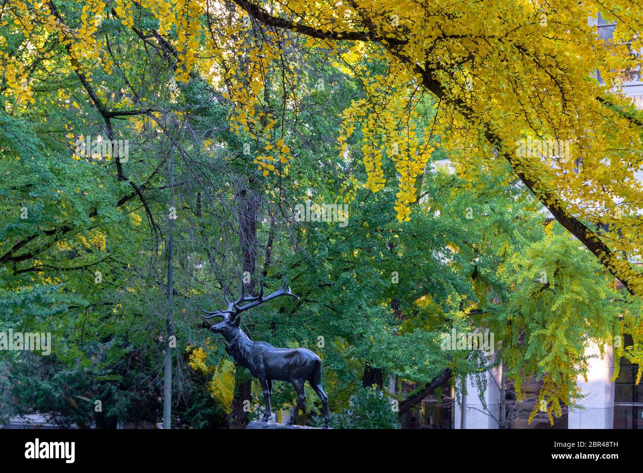 Thompson Elk in downtown Portland, Oregon with beautiful yellow and ...
