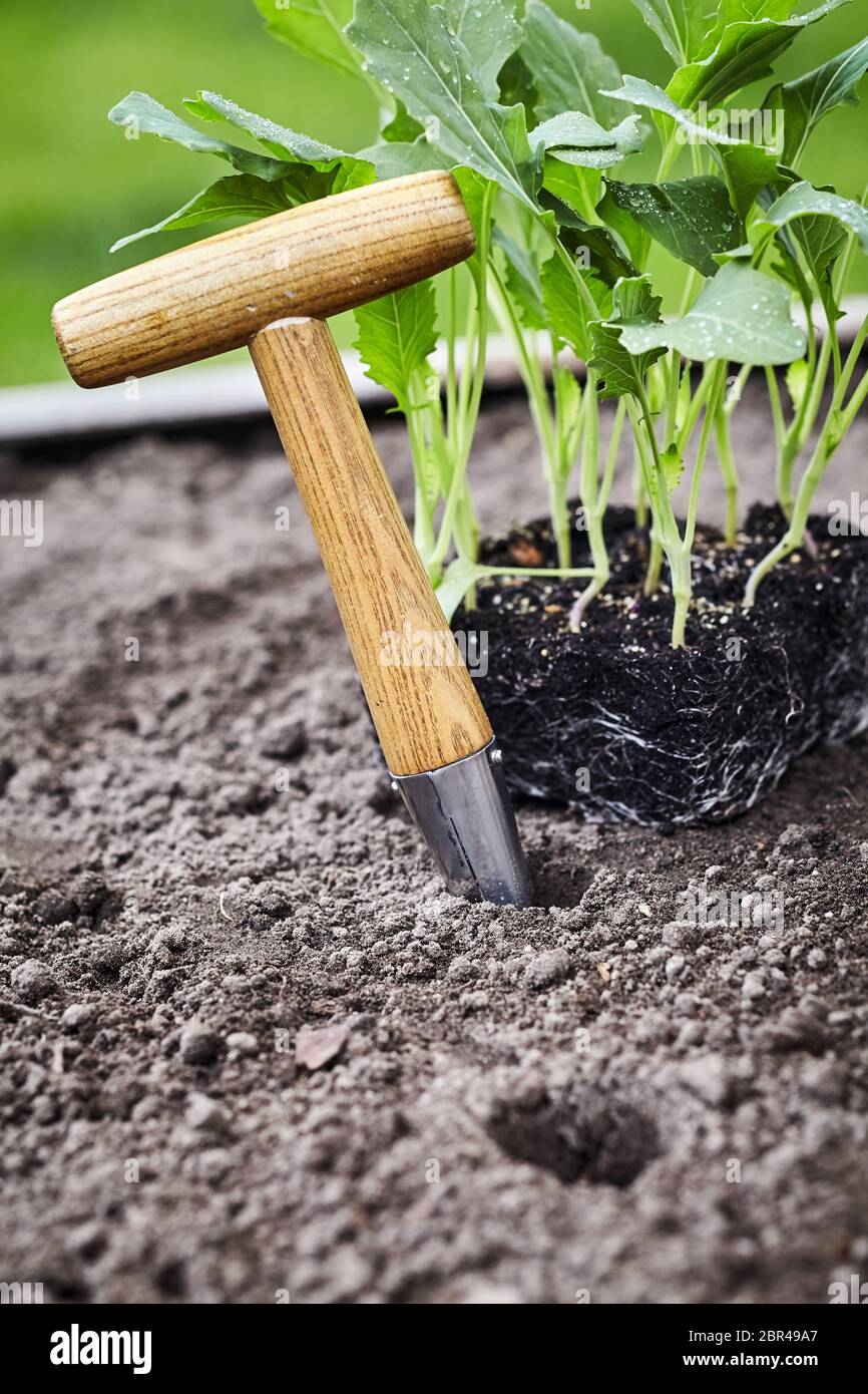 Small augur for making holes in the freshly prepared soil and tray of ...