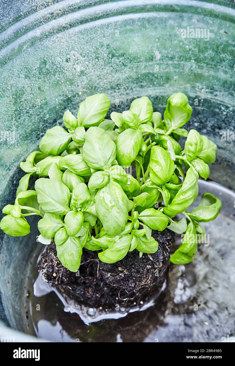 Fresh basil plant in a galvanised tub with water in the bottom ready to ...