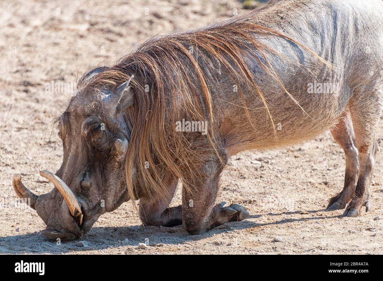 A warthog kneels on the front legs Stock Photo - Alamy