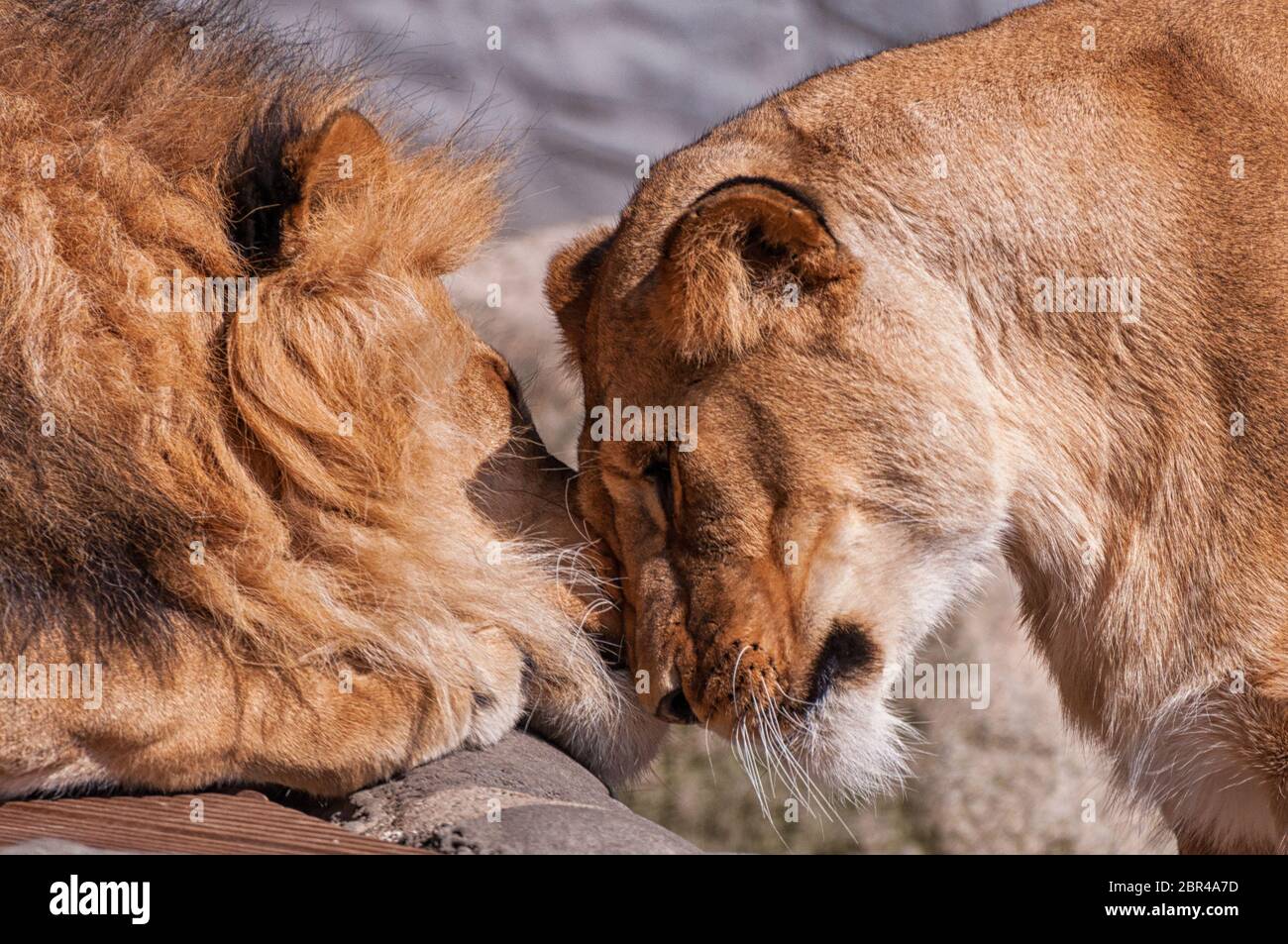 Two lions cuddle their heads together Stock Photo - Alamy