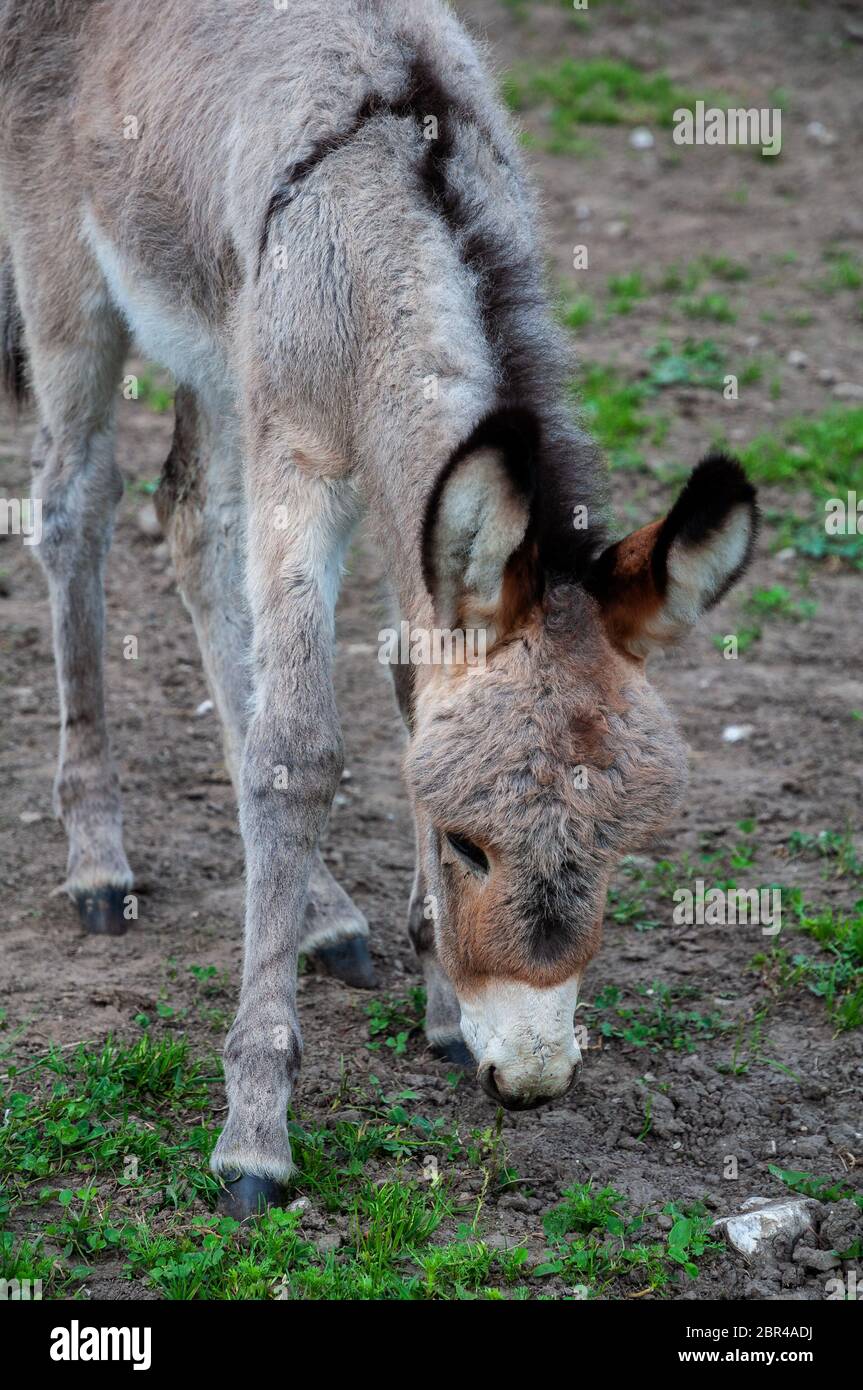 Brown wild burro hi-res stock photography and images - Alamy