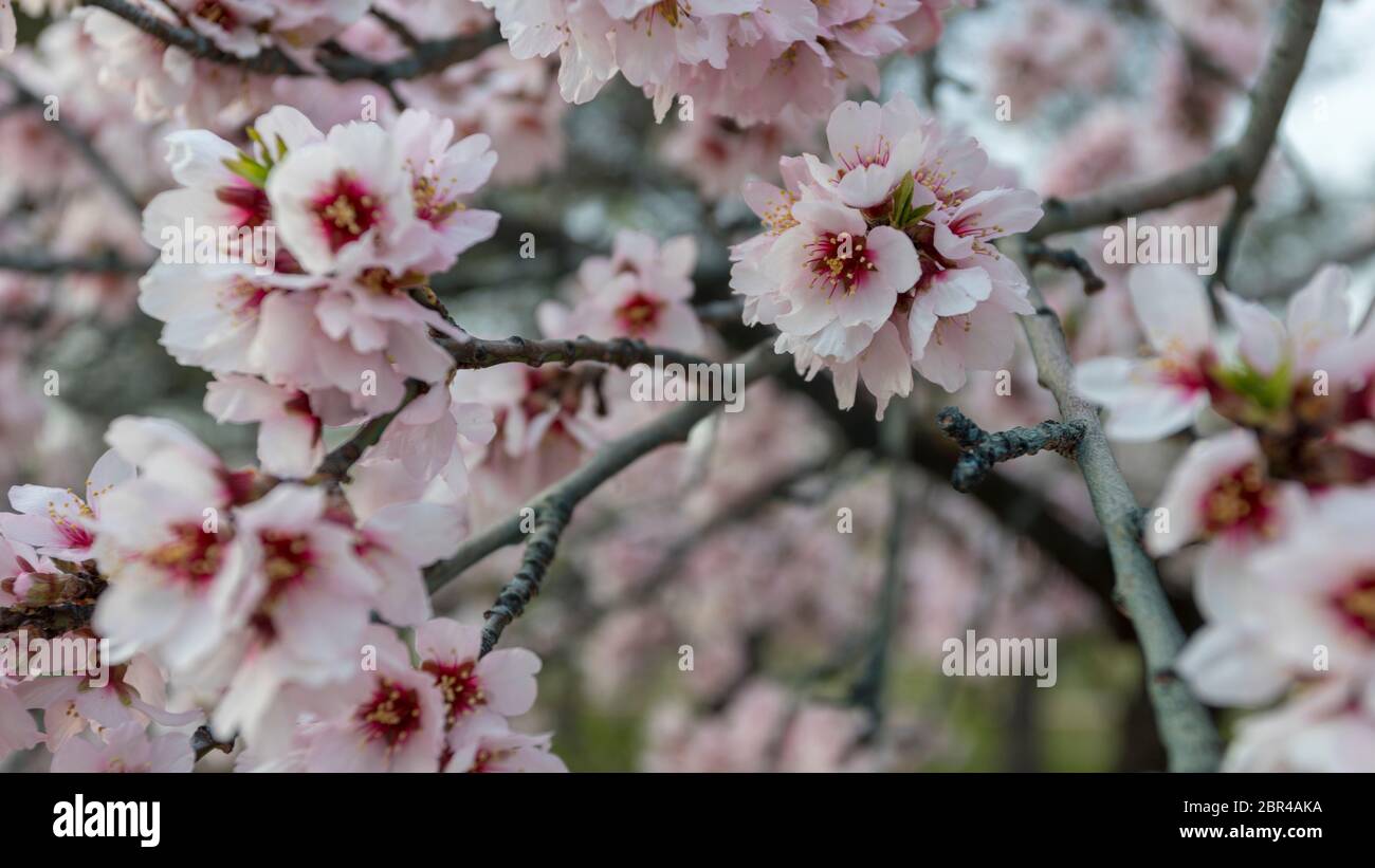 Field with Cherry blossoms in spring Stock Photo - Alamy