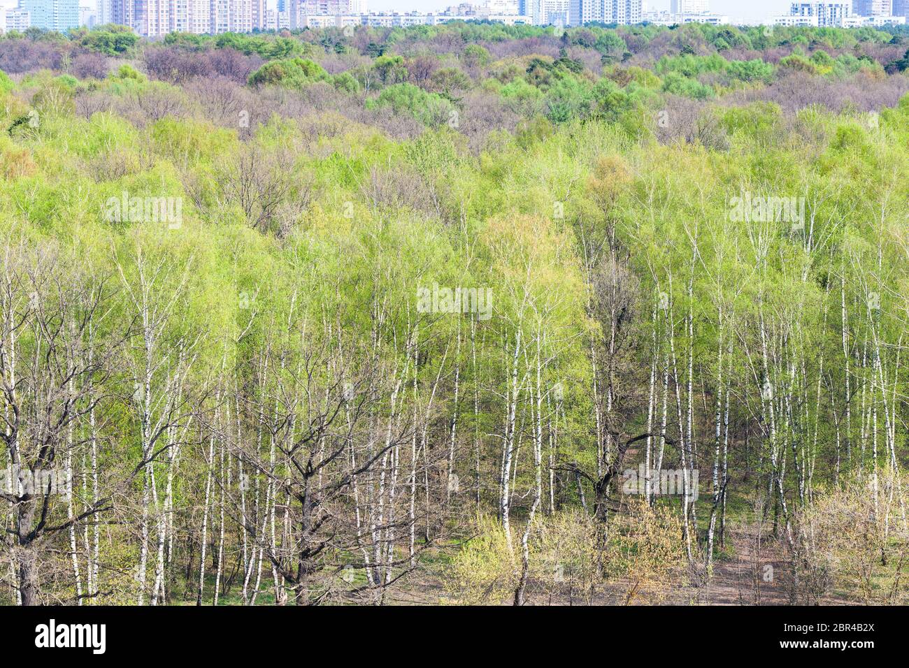 above view of city park with first green foliage in Moscow city in ...