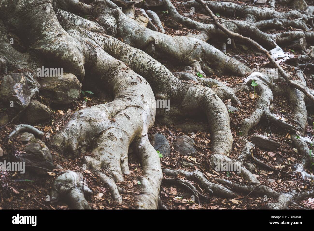 Knotty roots of beech tree growing in the ground of the forest Stock ...