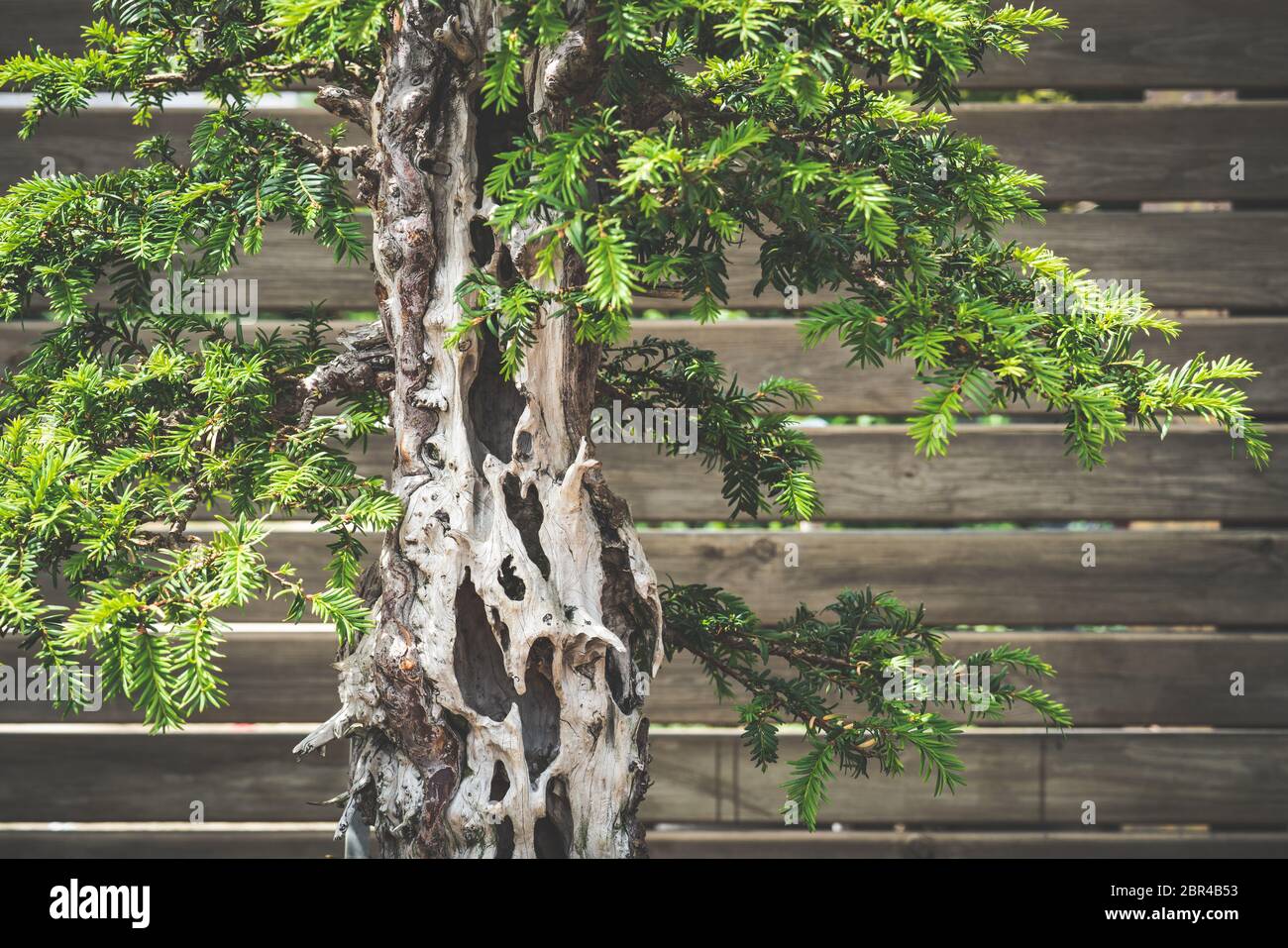 Branches and bark of an old Yew bonsai tree also known as Taxus Baccata ...