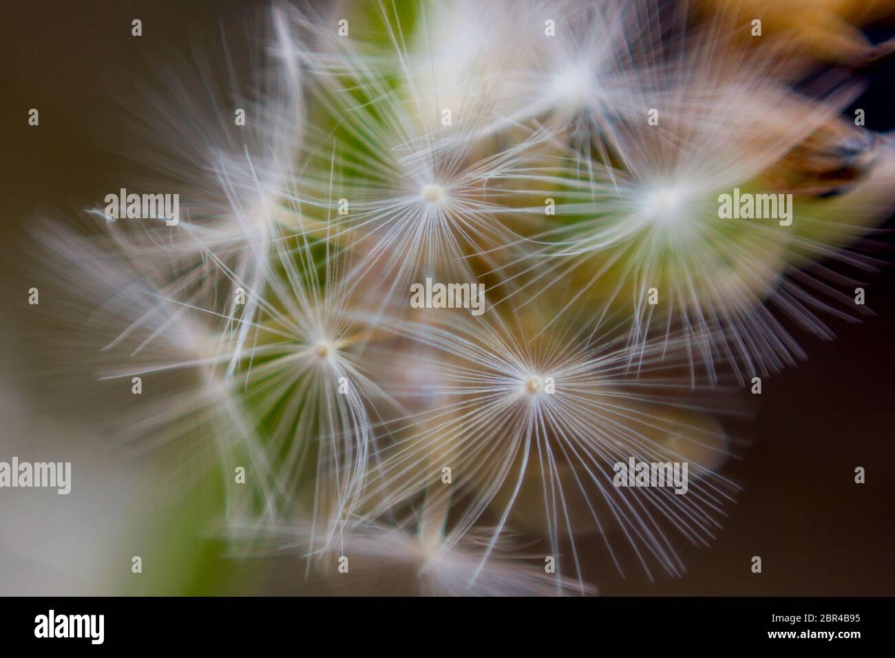 macro of seeds flying just before the seeds start to fly Stock Photo ...