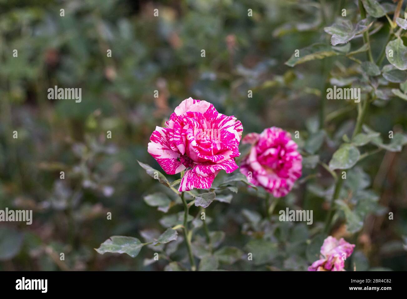 Marble rose background hi-res stock photography and images - Alamy