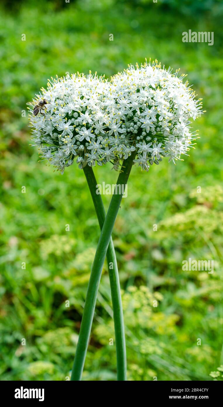 Beautiful closeup two garlic hi-res stock photography and images - Alamy
